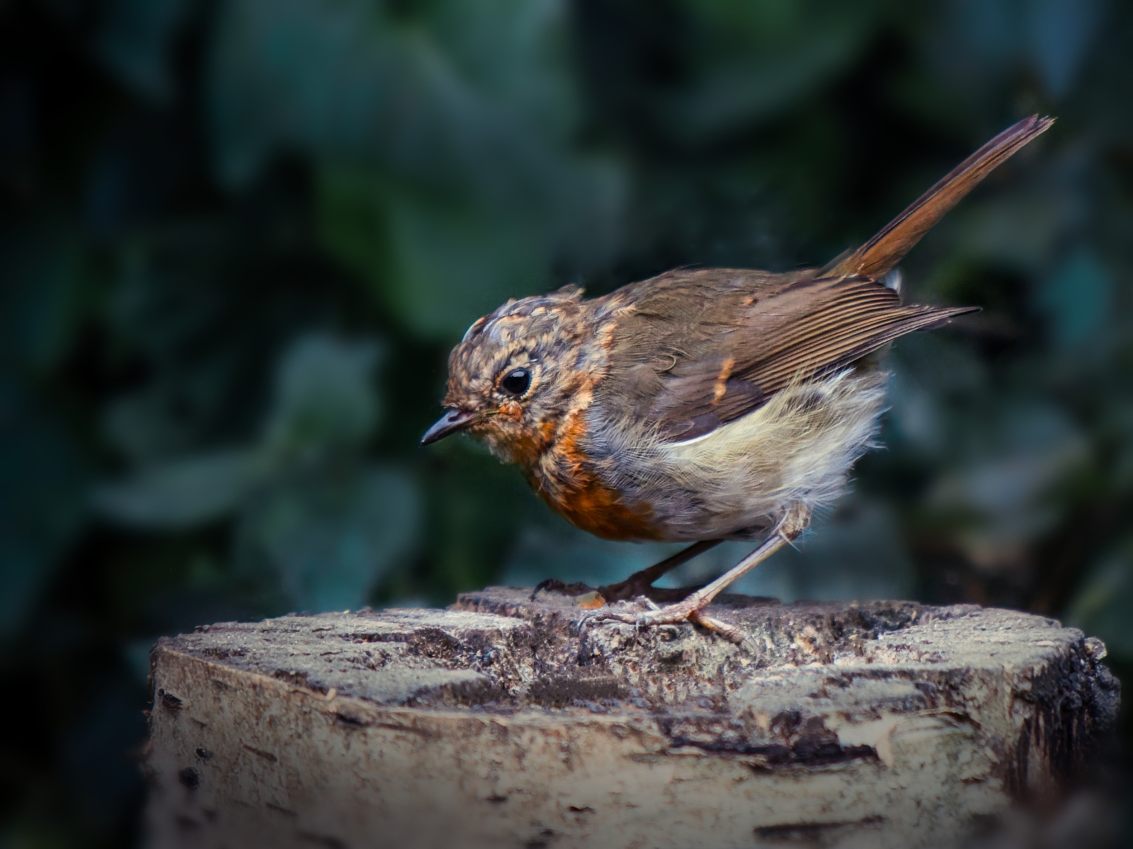 Open Print – Corley Fillongley Photo Club