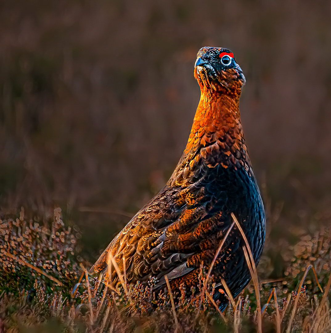 Members Galleries – Corley Fillongley Photo Club