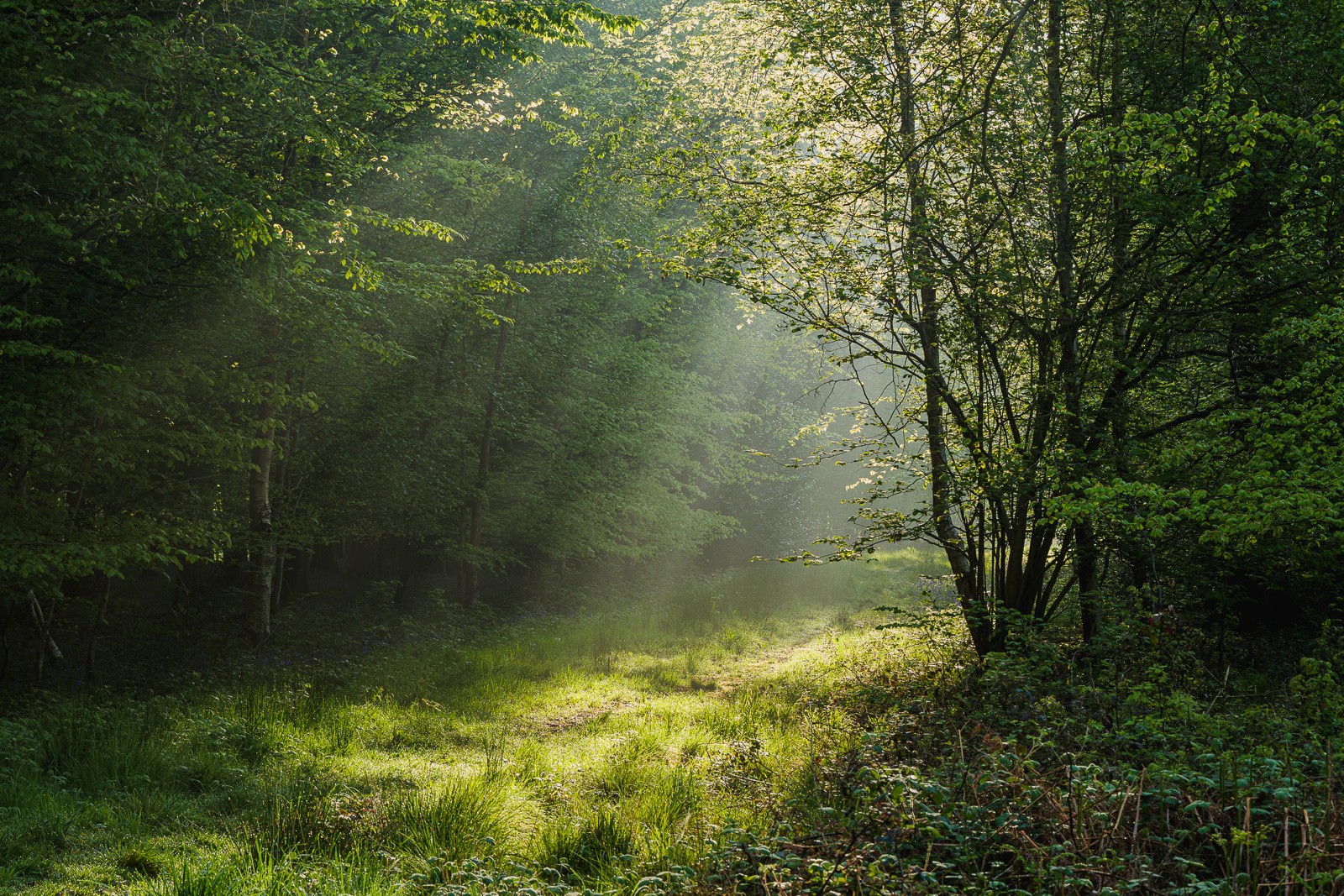 Members Galleries – Corley Fillongley Photo Club