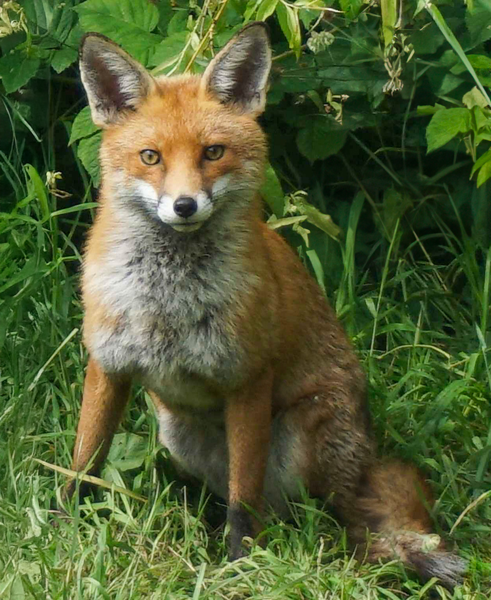 DPI Nature – Corley Fillongley Photo Club