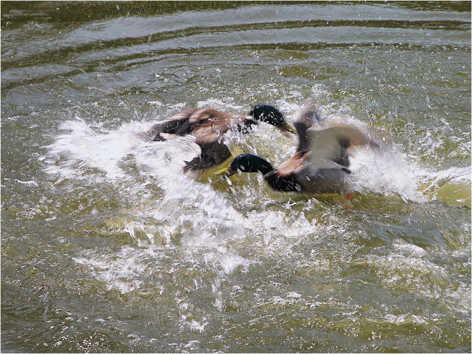 DPI Nature – Corley Fillongley Photo Club